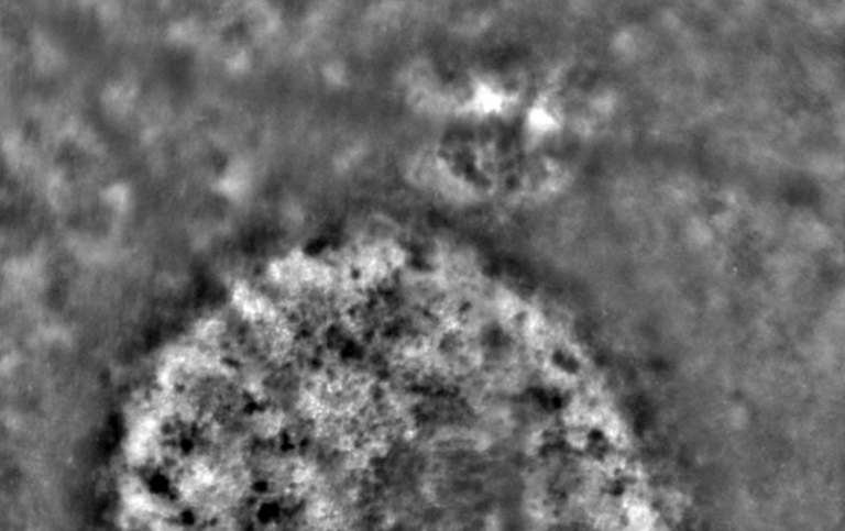 rtx1 - Adaptive optics retinal camera • Imagine Eyes